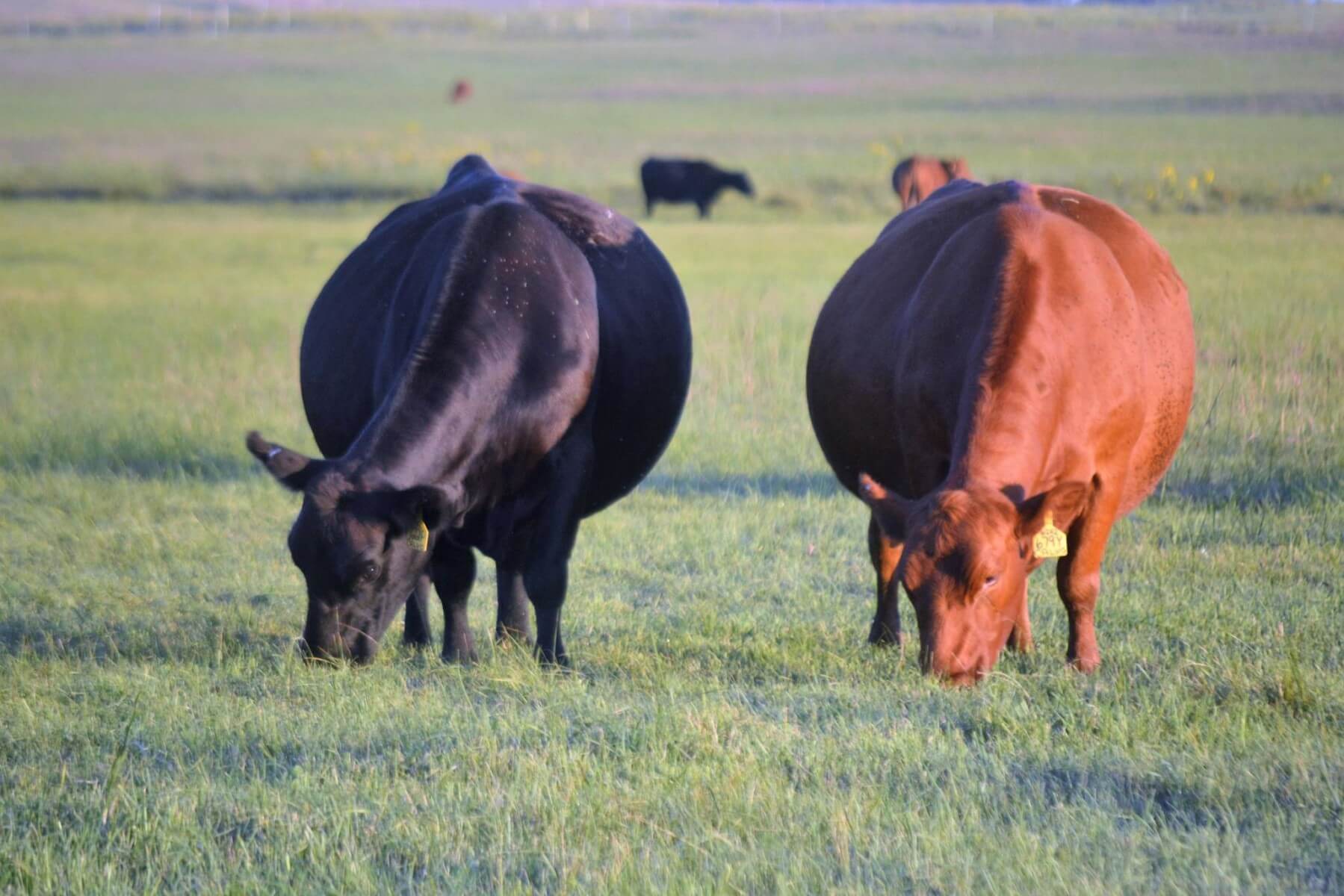 Calvo Family Red Angus - Red Angus Cattle in Wyoming